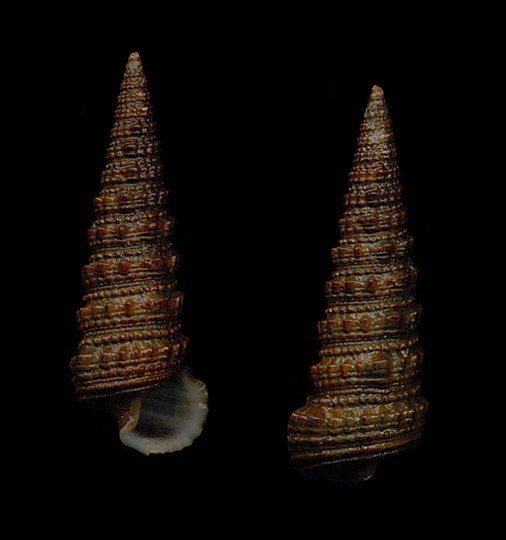 Nautilus Specimen Shells