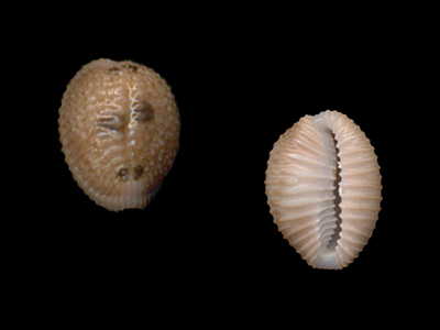 Nautilus Specimen Shells